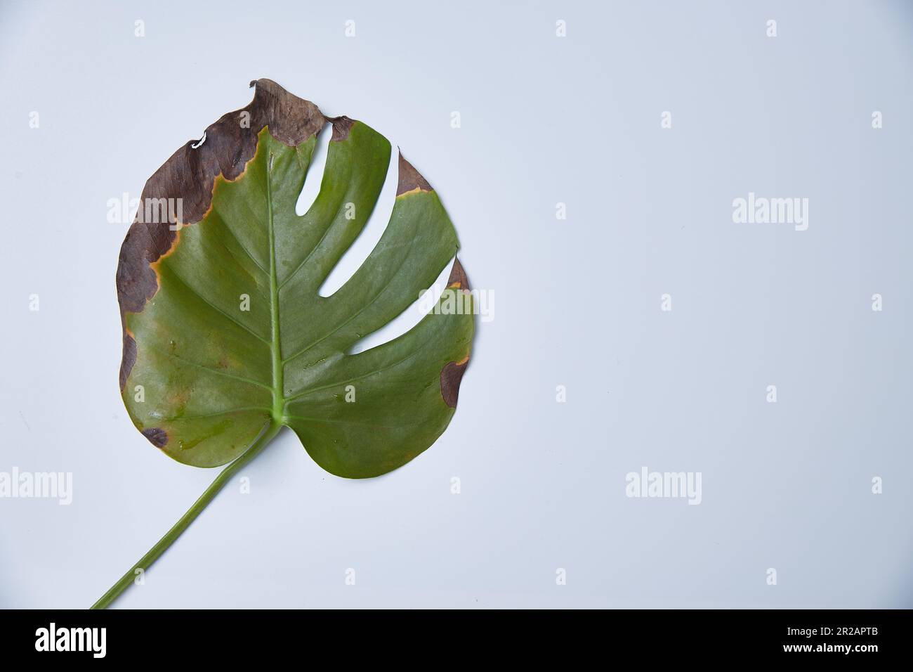 A sick monstera leaf on a light background. Background for advertising ...