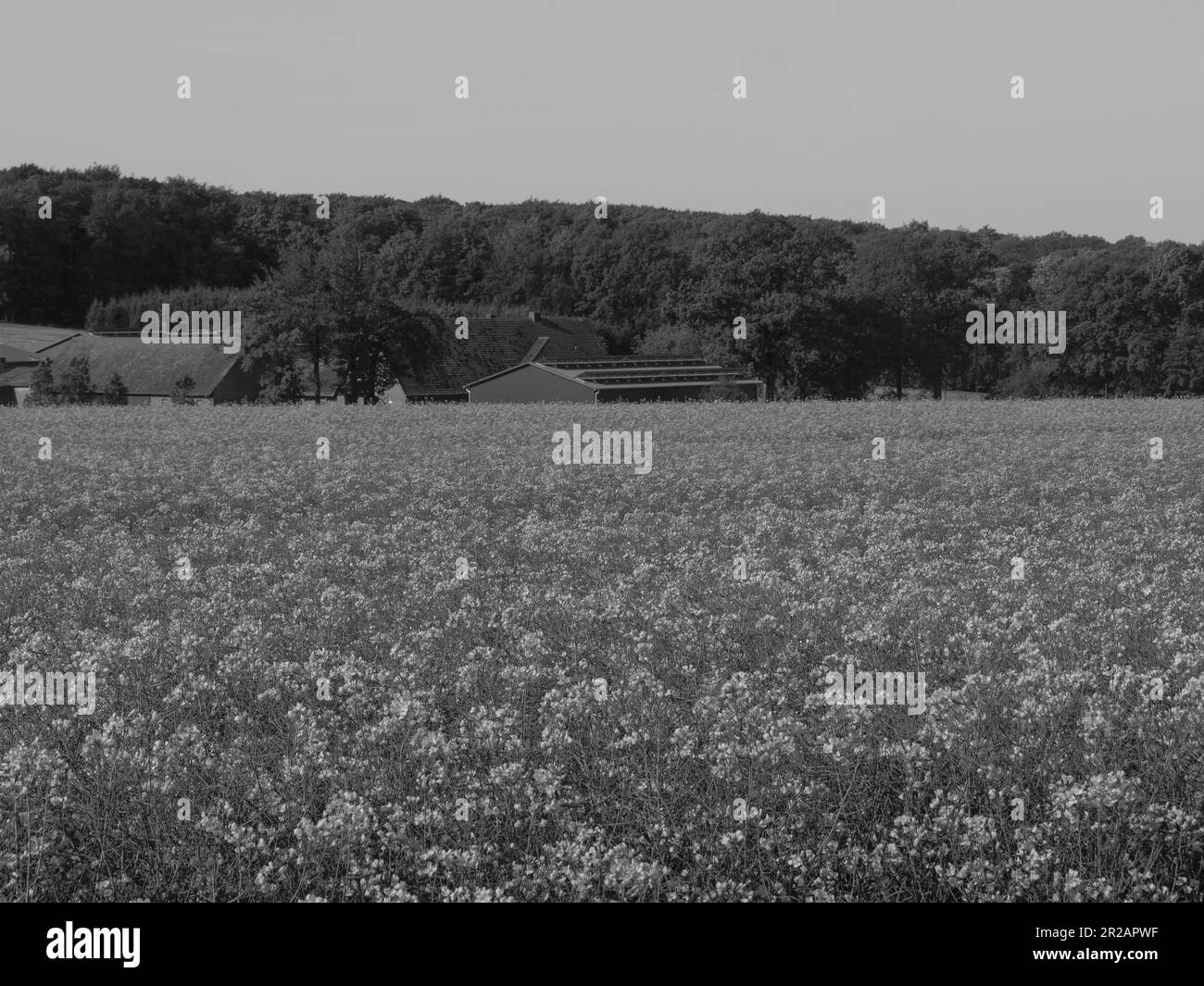 spring time in the german muensterland Stock Photo - Alamy