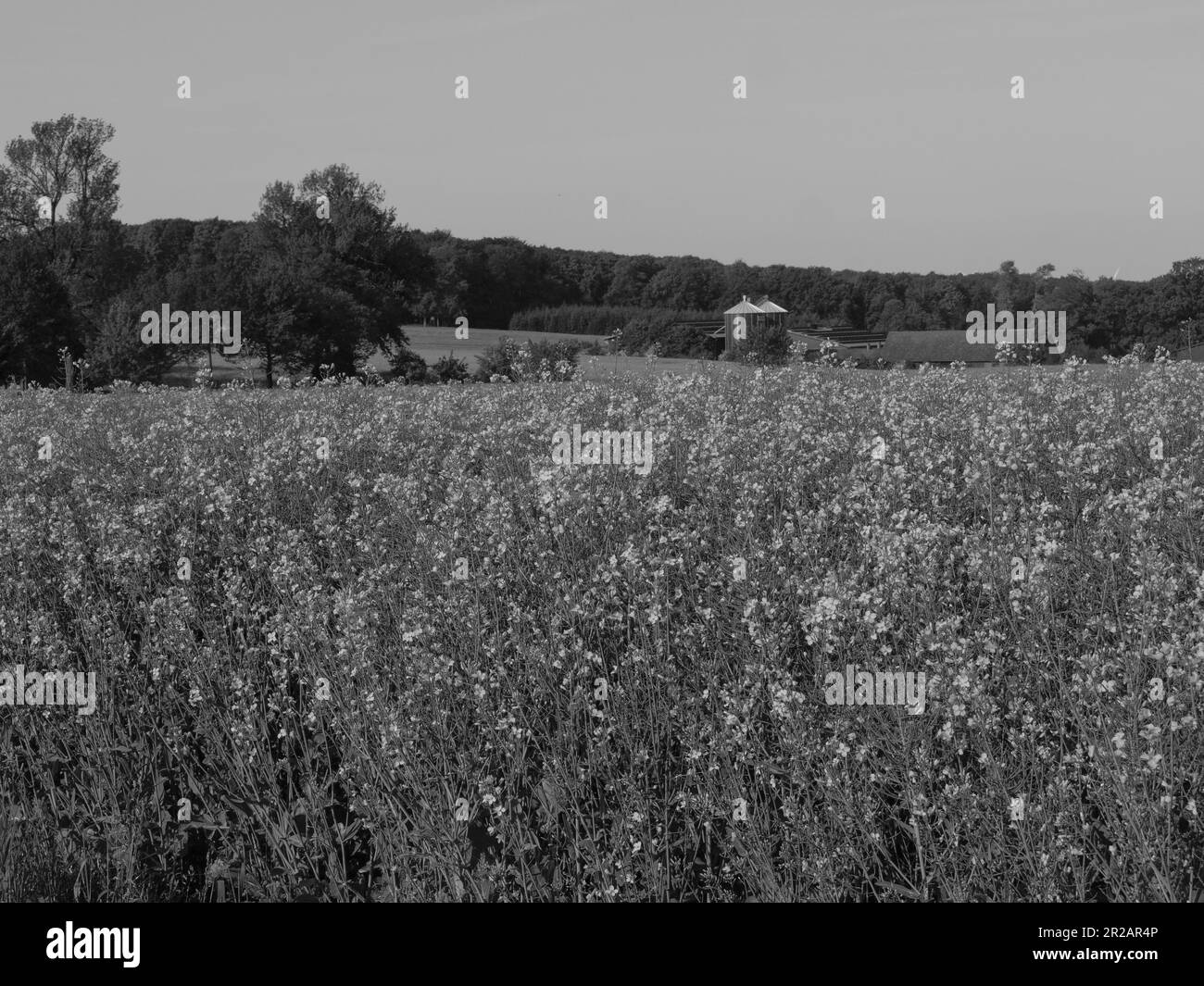 spring time in the german muensterland Stock Photo - Alamy
