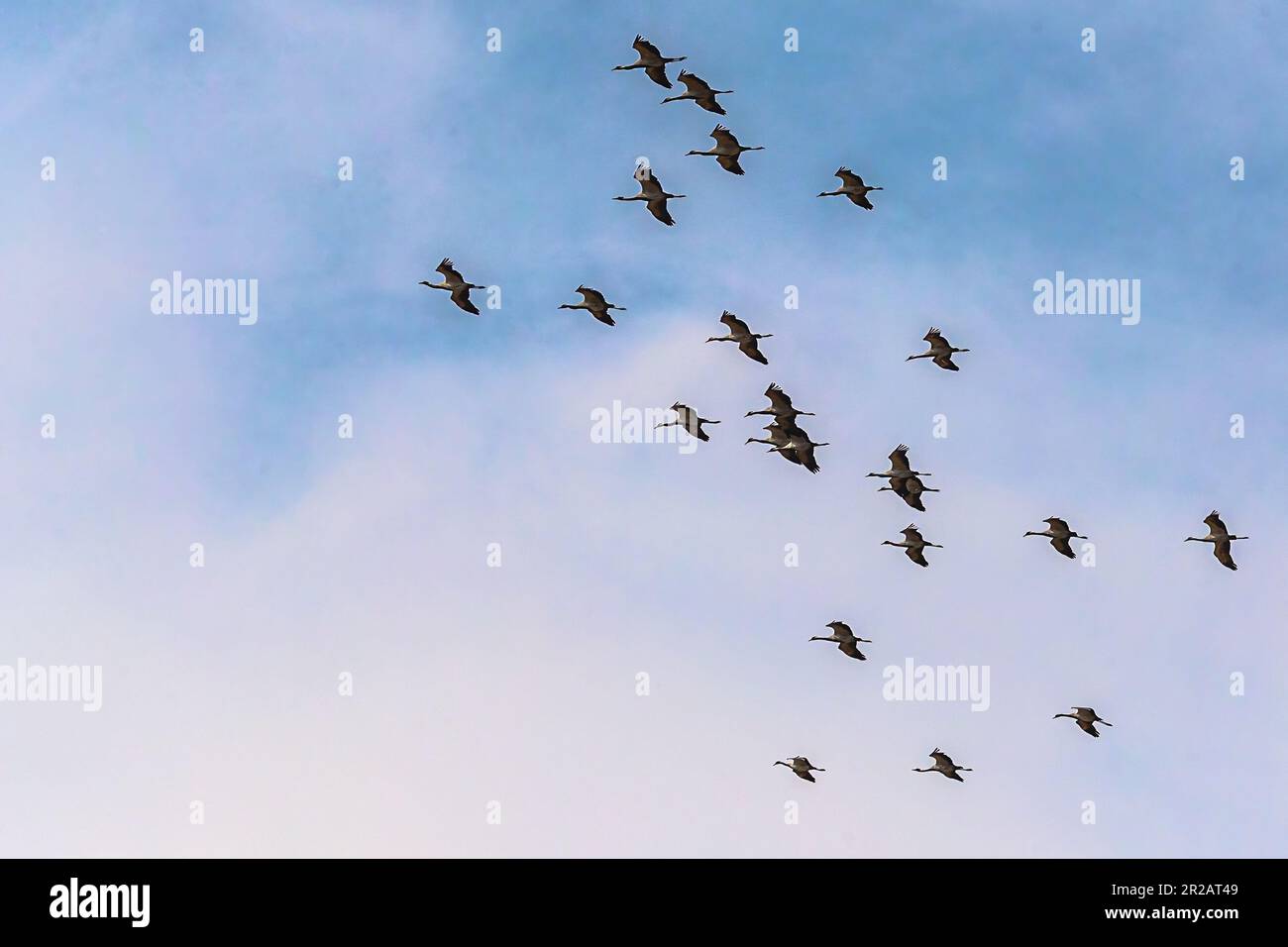 Large flock common cranes hi-res stock photography and images - Alamy