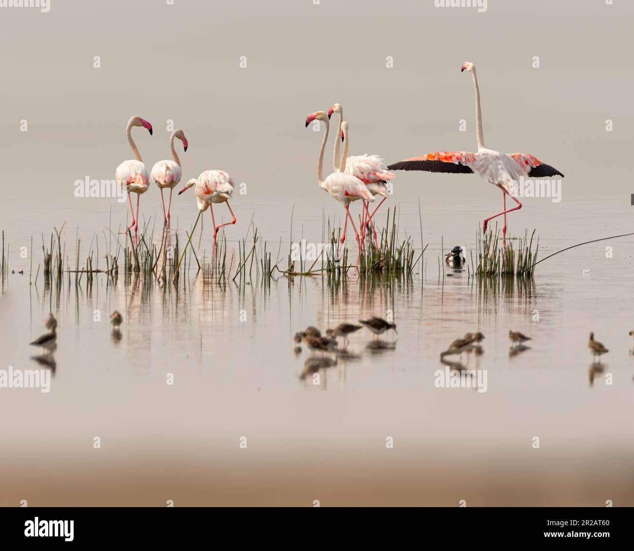 Dancing bird of paradise hi-res stock photography and images - Alamy
