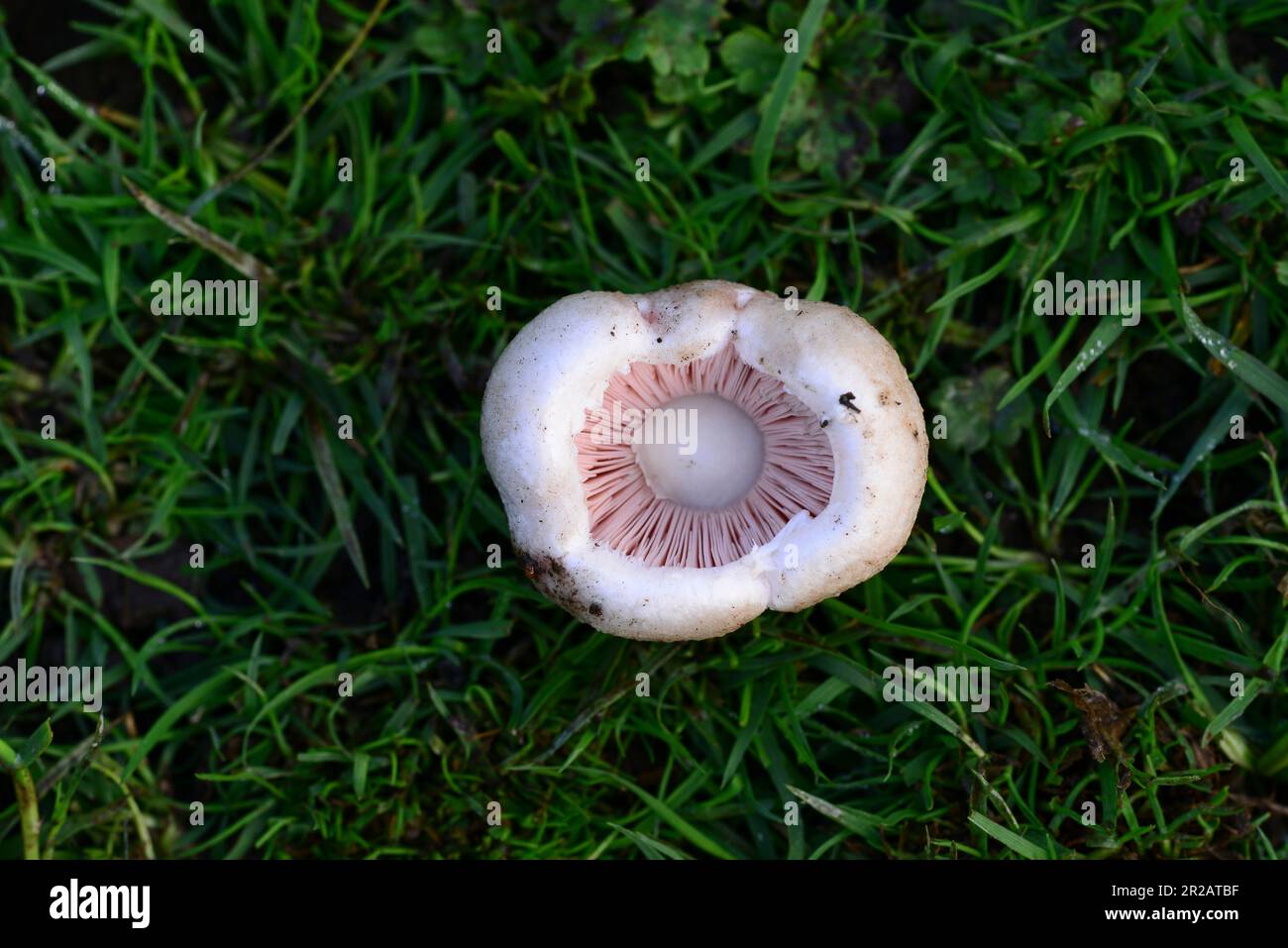 Field mushroom cap broken off to reveal gills Stock Photo - Alamy