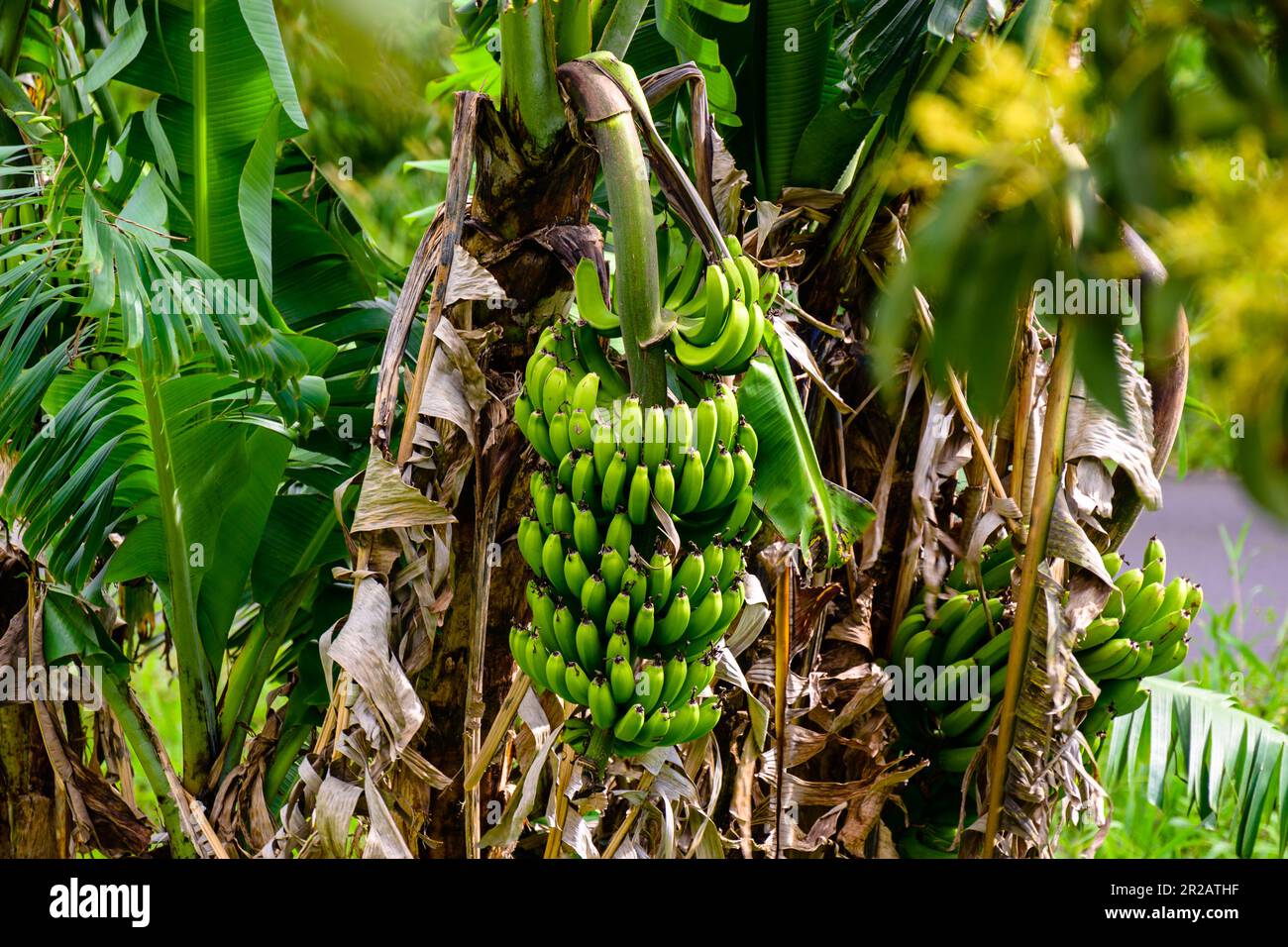 Taiwan bananas hi-res stock photography and images - Alamy