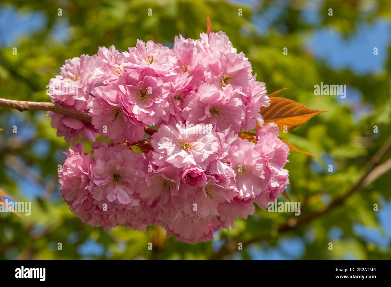 Cherry Blossom tree with pink flowers. Durham, North-East England, UK ...