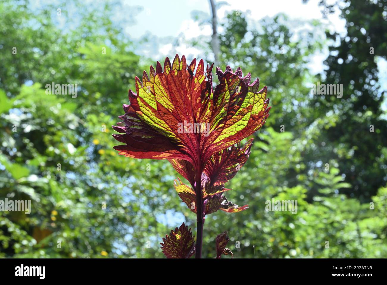 Low angle view of a green and maroon color leaf of a Coleus plant, this ...