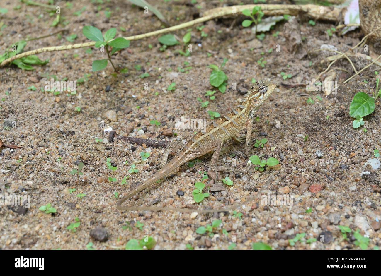 A female Oriental garden lizard is sitting on a sandy ground after the ...
