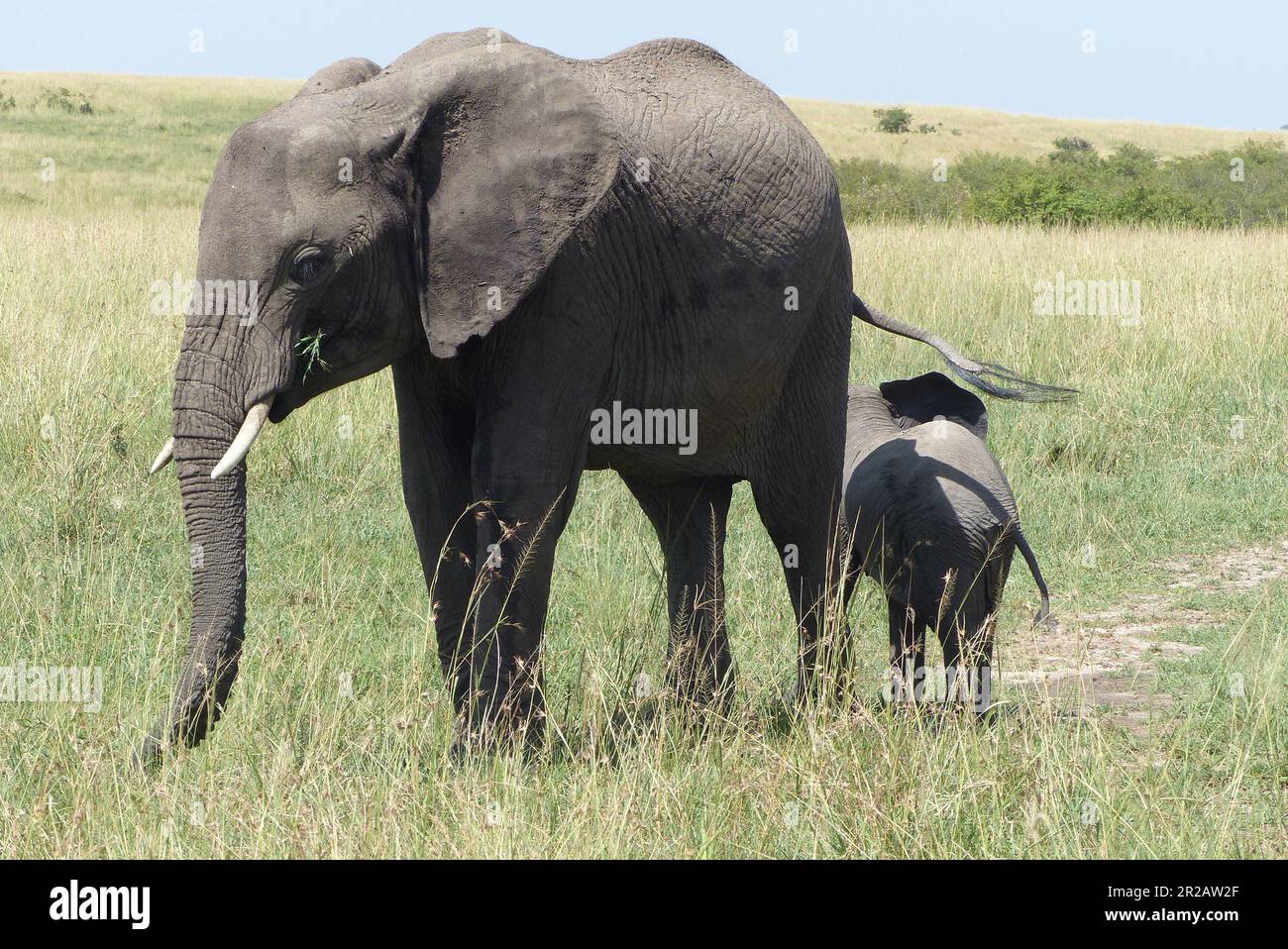 Masai Mara, Kenya. 06th Mar, 2023. An elephant cow with calf in the ...
