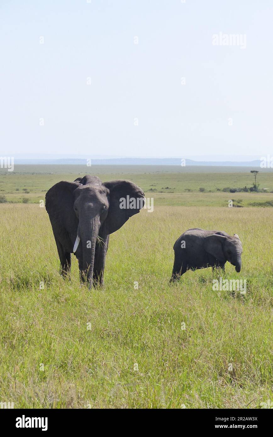 Masai Mara, Kenya. 06th Mar, 2023. An elephant cow with calf in the ...
