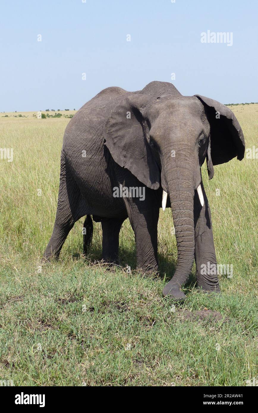 Masai Mara, Kenya. 06th Mar, 2023. A bull elephant in the Masai Mara ...