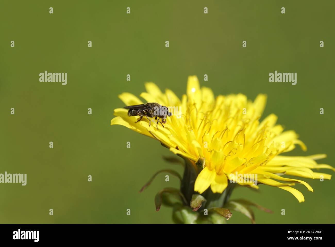 Close up female hoverfly Eumerus, family Syrphidae. On a flower of ...