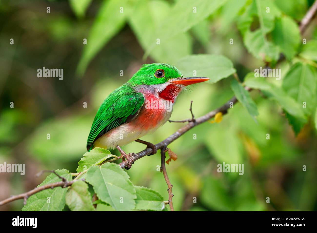 Dominican Tody, Todus subulatus, an endemic species of Dominican ...