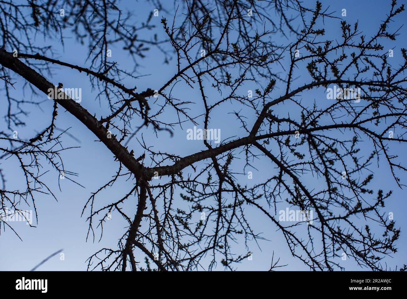 Spiky tree branches against the blue sky. Prickly tree. Tree with ...