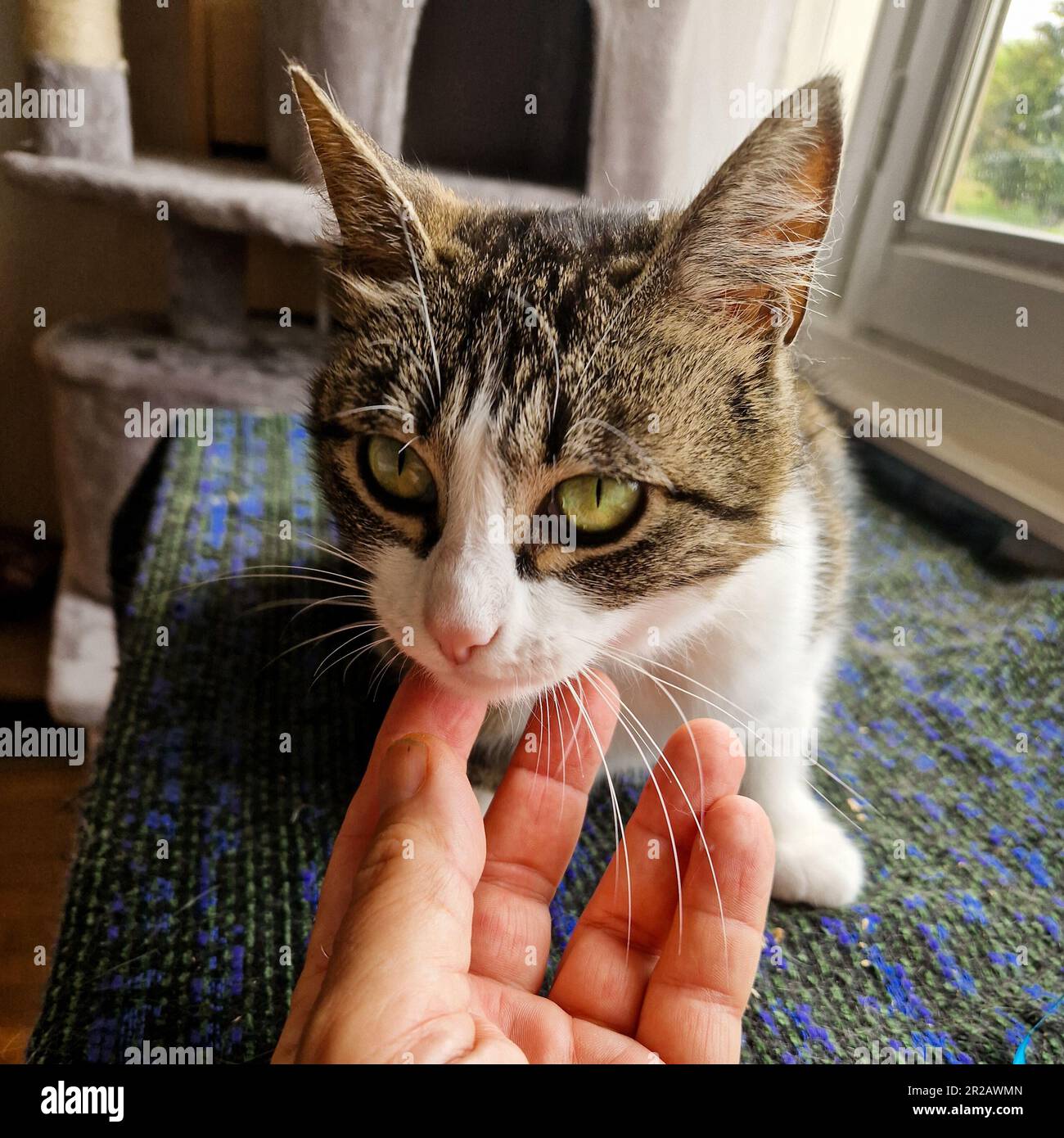 Daily life of a young domestic european female cat, Bron, France Stock ...