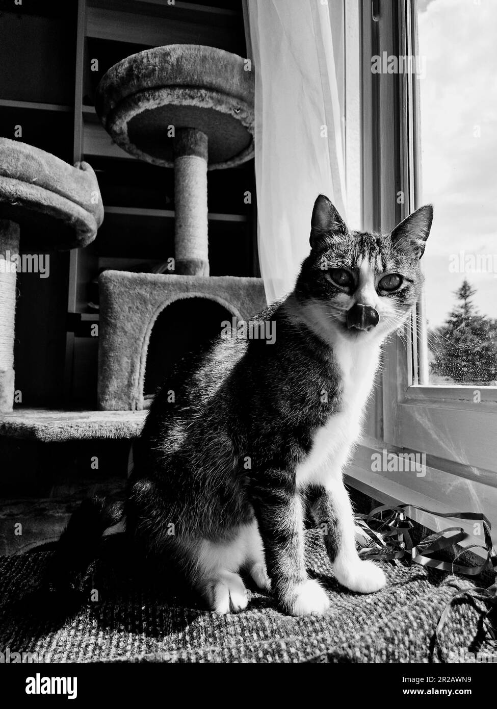 Female european cat Black and White Stock Photos & Images - Alamy