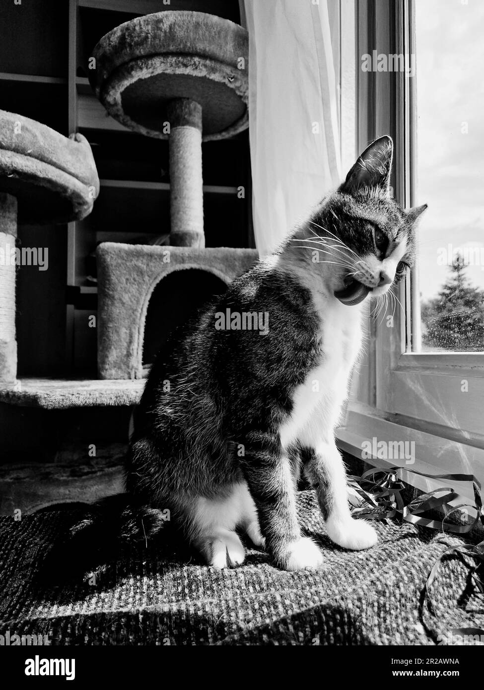 Daily life of a young domestic european female cat, B&W snapshot, Bron, France Stock Photo - Alamy