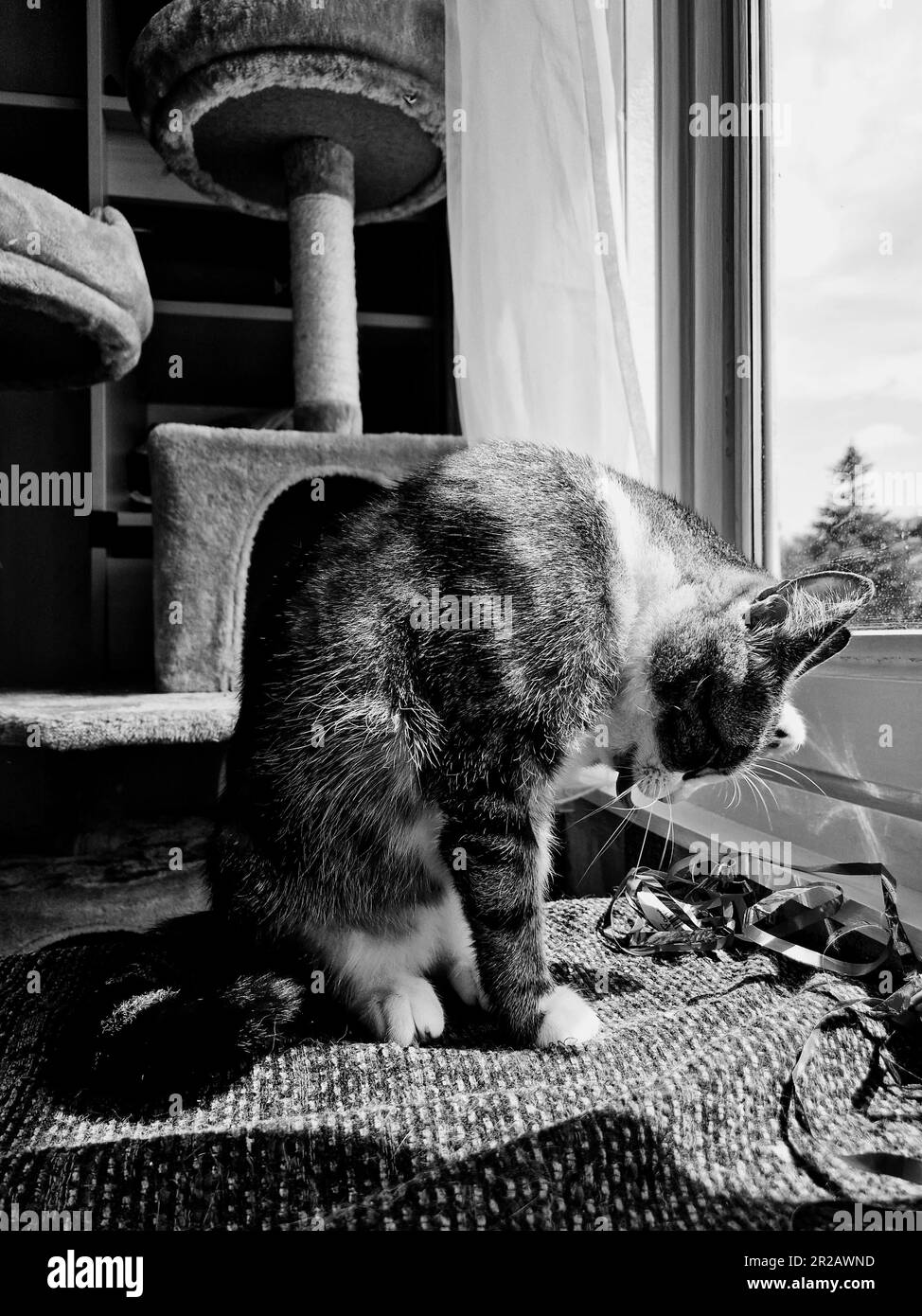 Daily life of a young domestic european female cat, B&W snapshot, Bron, France Stock Photo - Alamy