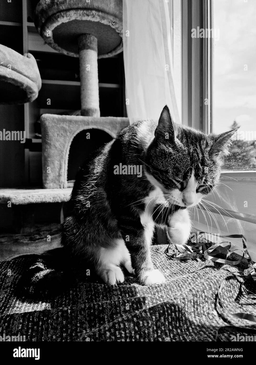 Daily life of a young domestic european female cat, B&W snapshot, Bron, France Stock Photo - Alamy