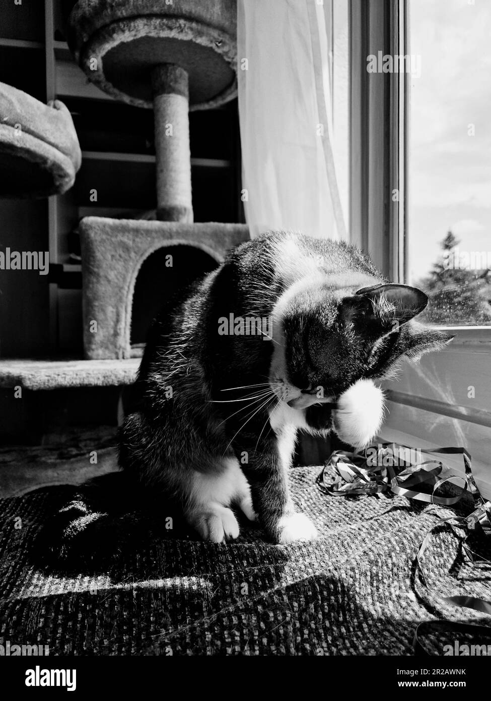 France young cat Black and White Stock Photos & Images - Alamy