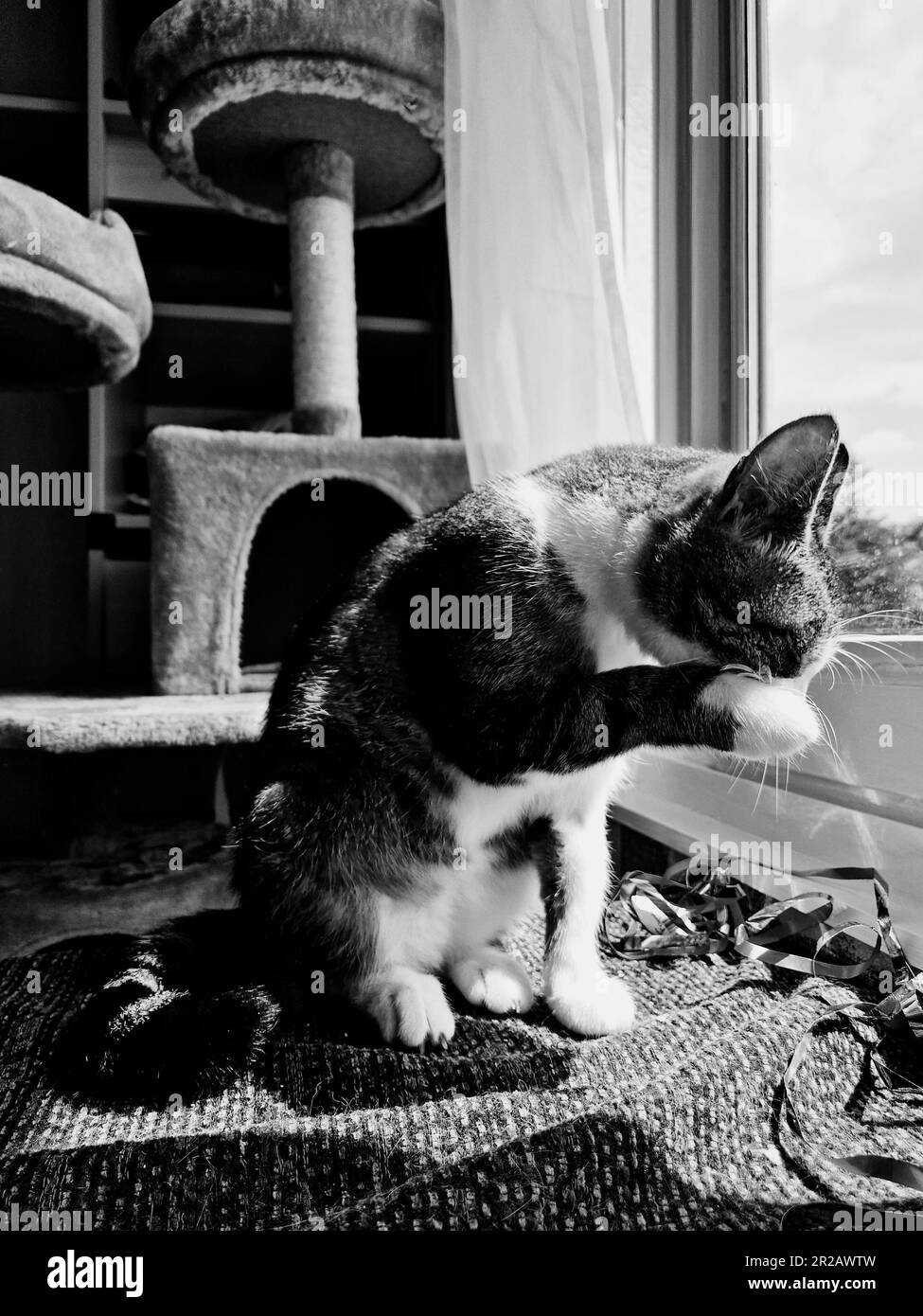 Female european cat Black and White Stock Photos & Images - Alamy