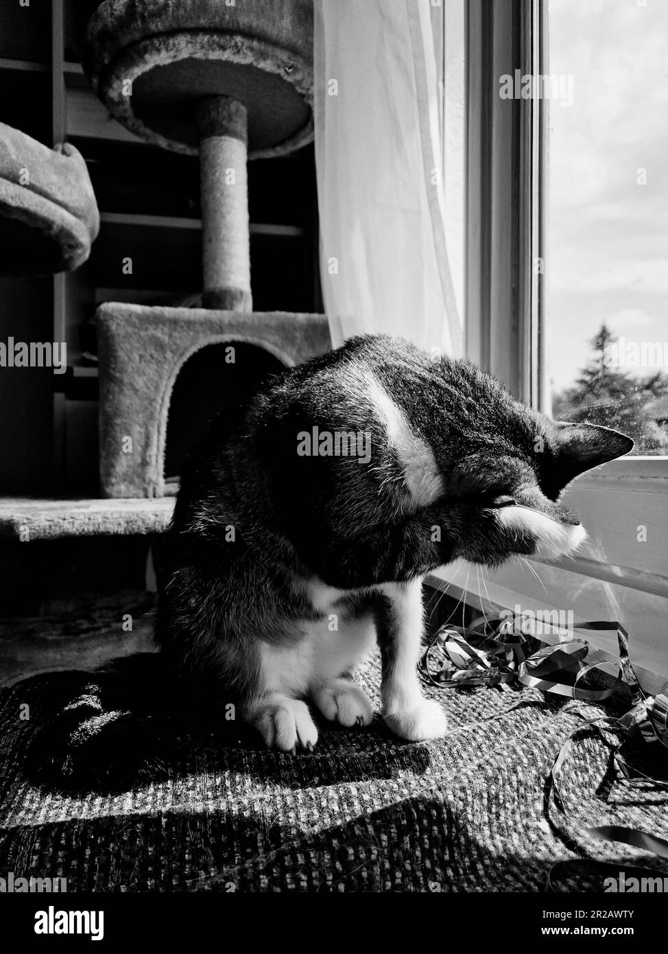 France young cat Black and White Stock Photos & Images - Alamy