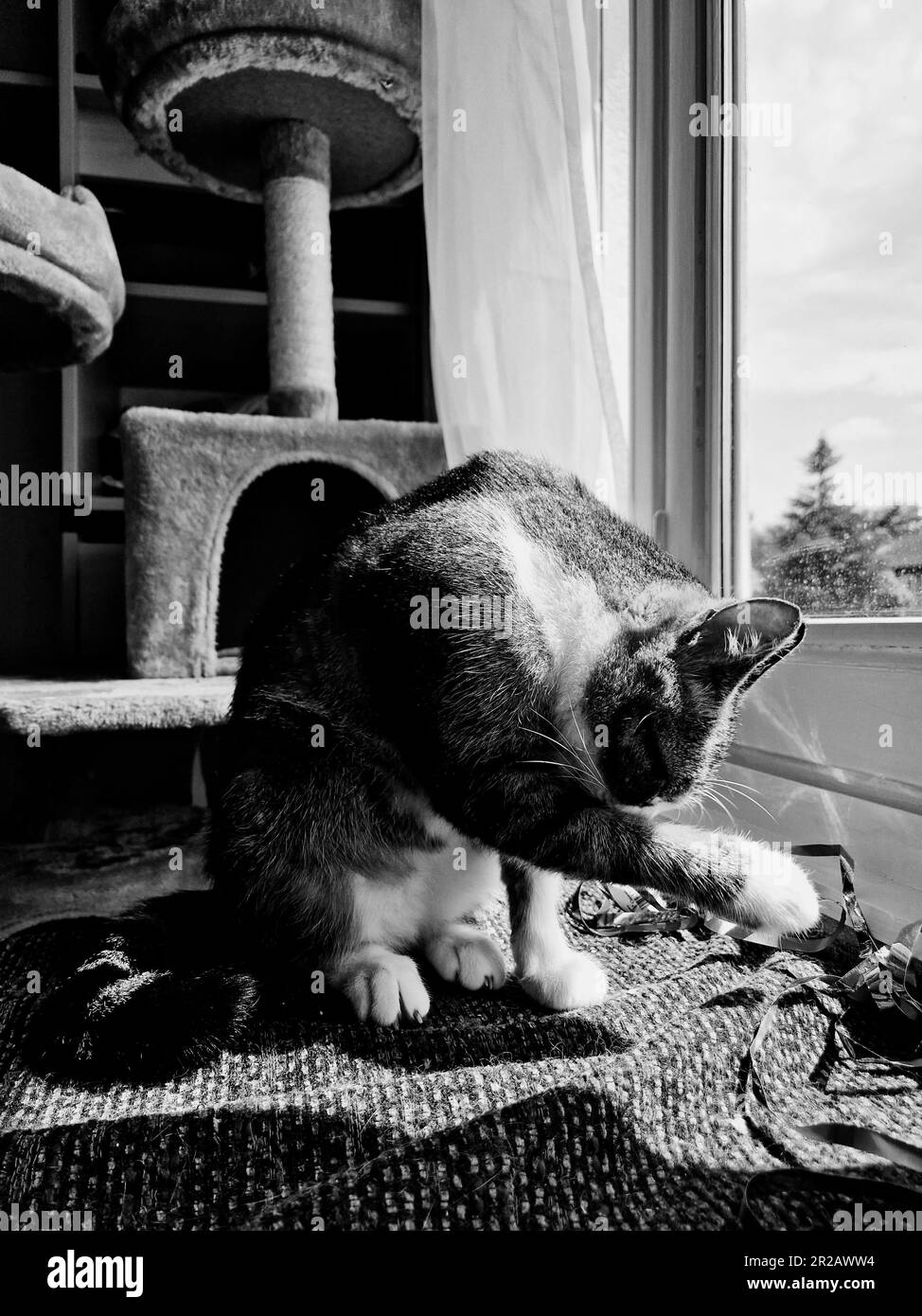 France young cat Black and White Stock Photos & Images - Alamy