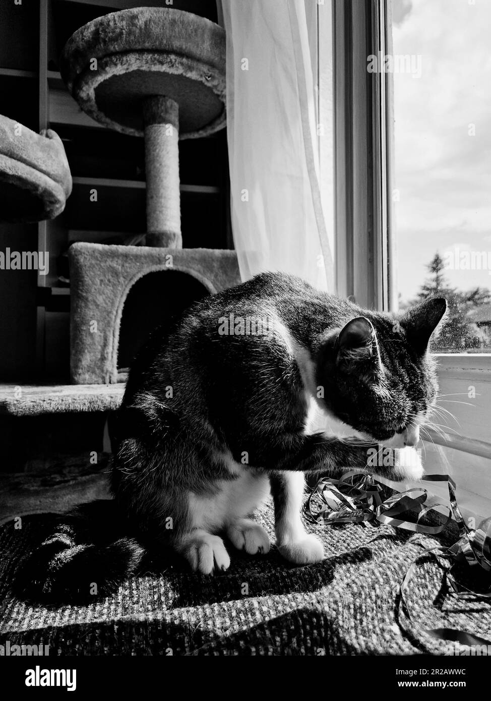 France young cat Black and White Stock Photos & Images - Alamy