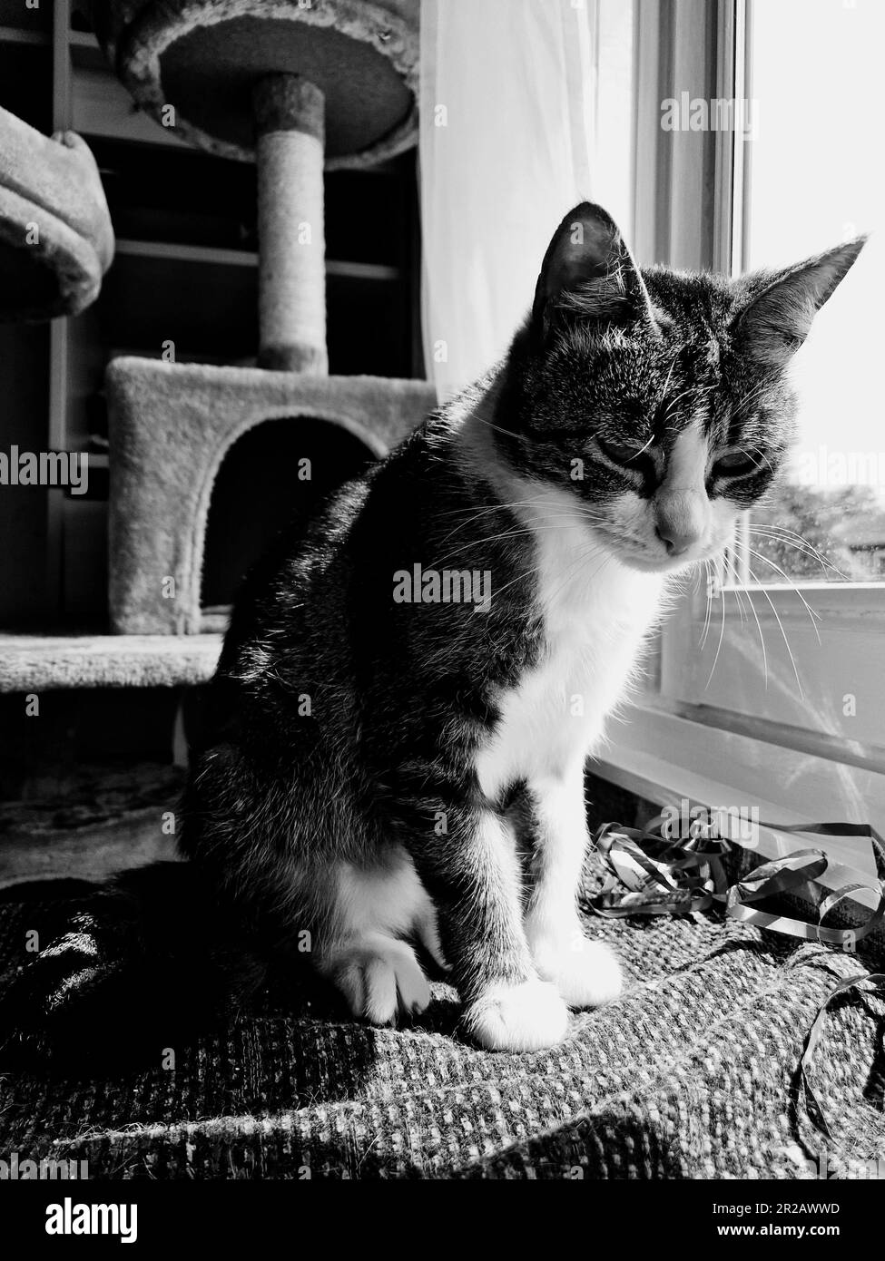 Daily life of a young domestic european female cat, B&W snapshot, Bron, France Stock Photo - Alamy