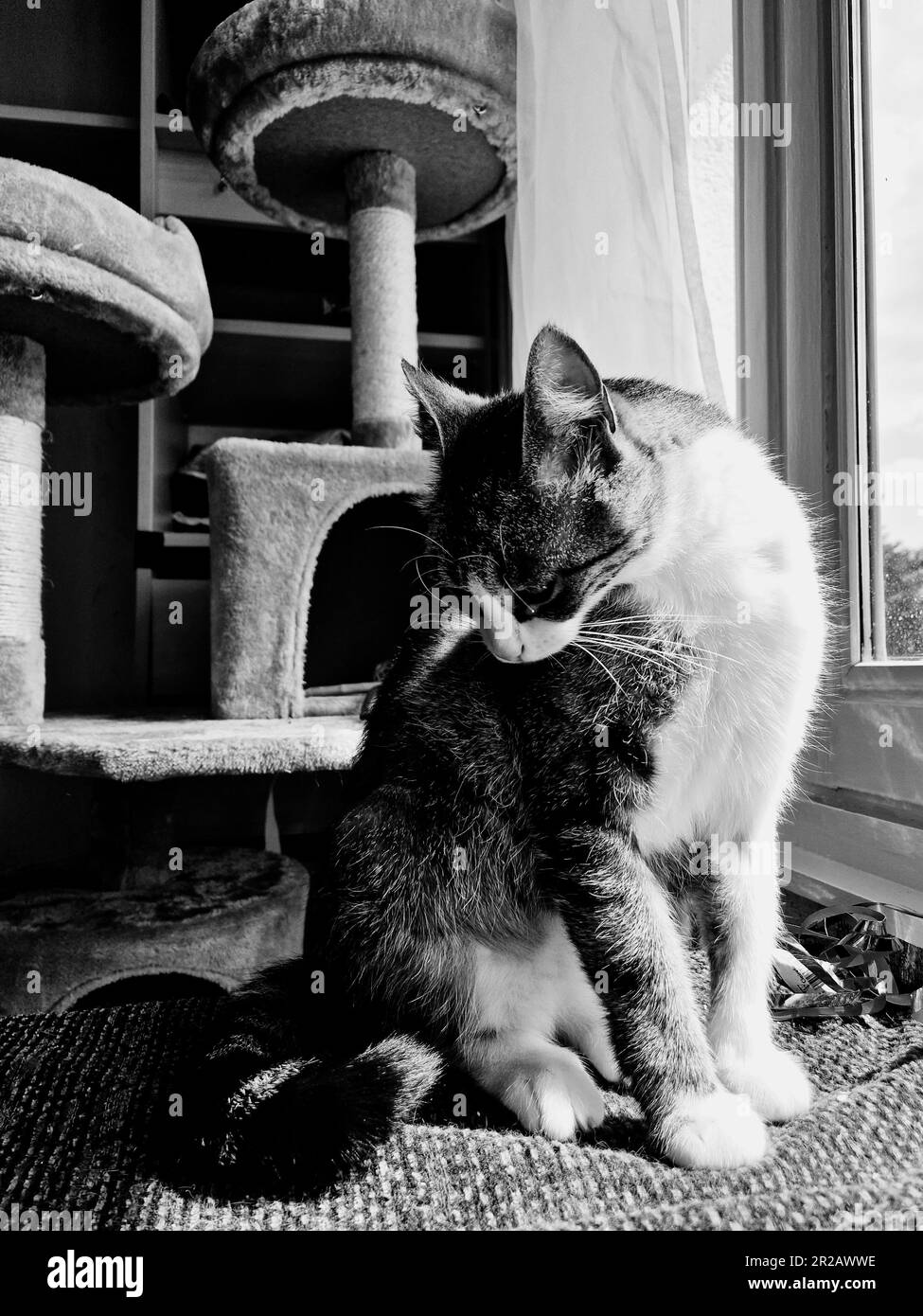 France young cat Black and White Stock Photos & Images - Alamy