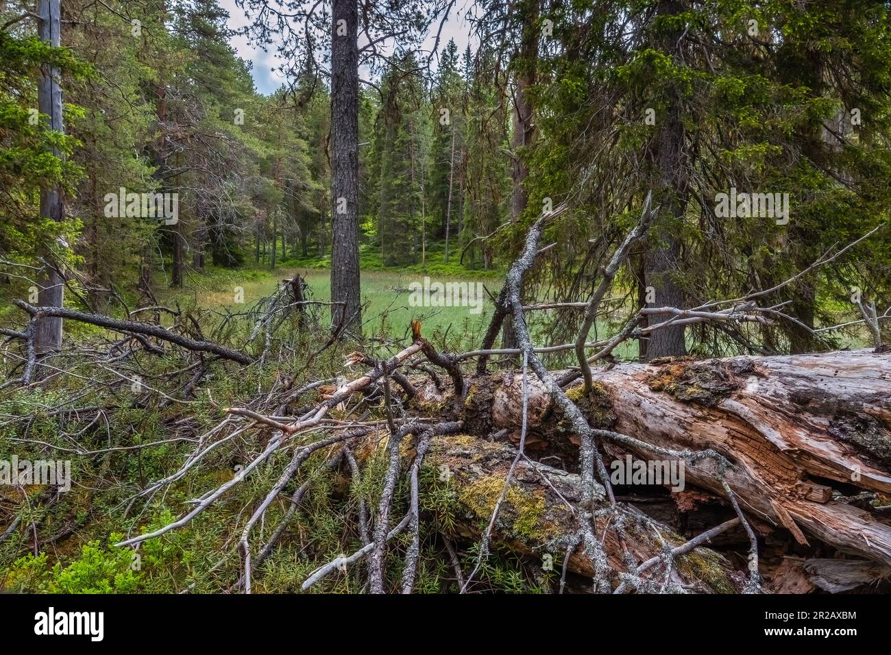 Old forest hi-res stock photography and images - Alamy