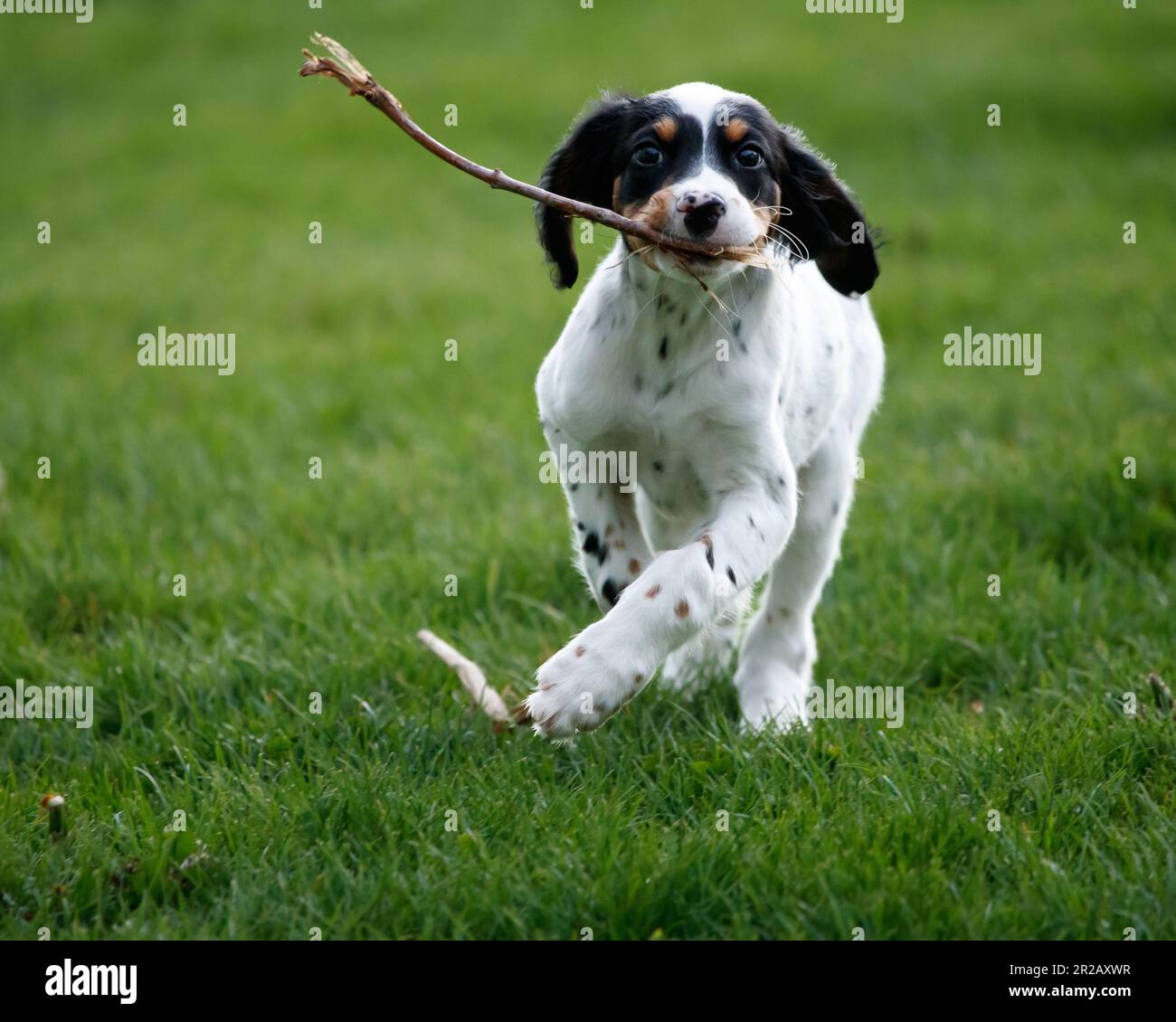 English setter puppy hi-res stock photography and images - Alamy