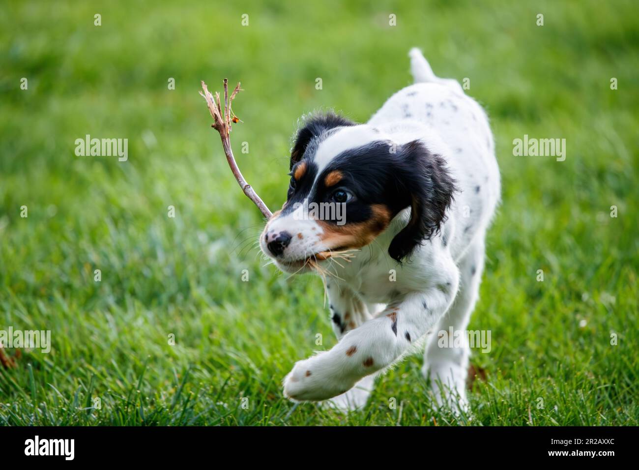 English setter puppy playing Stock Photo - Alamy