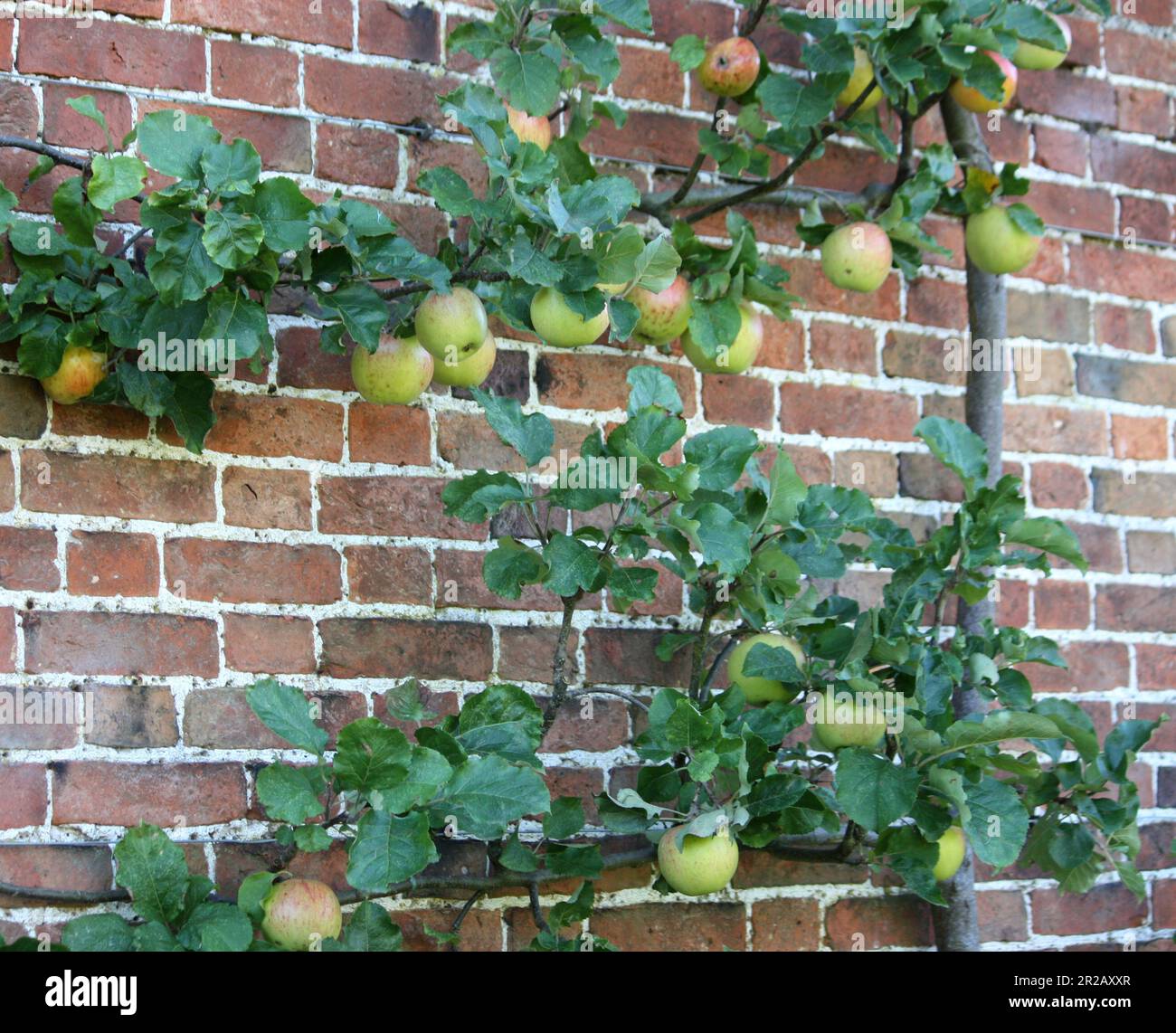 An Apple Tree Trained to Grow on a Brick Wall Stock Photo - Alamy