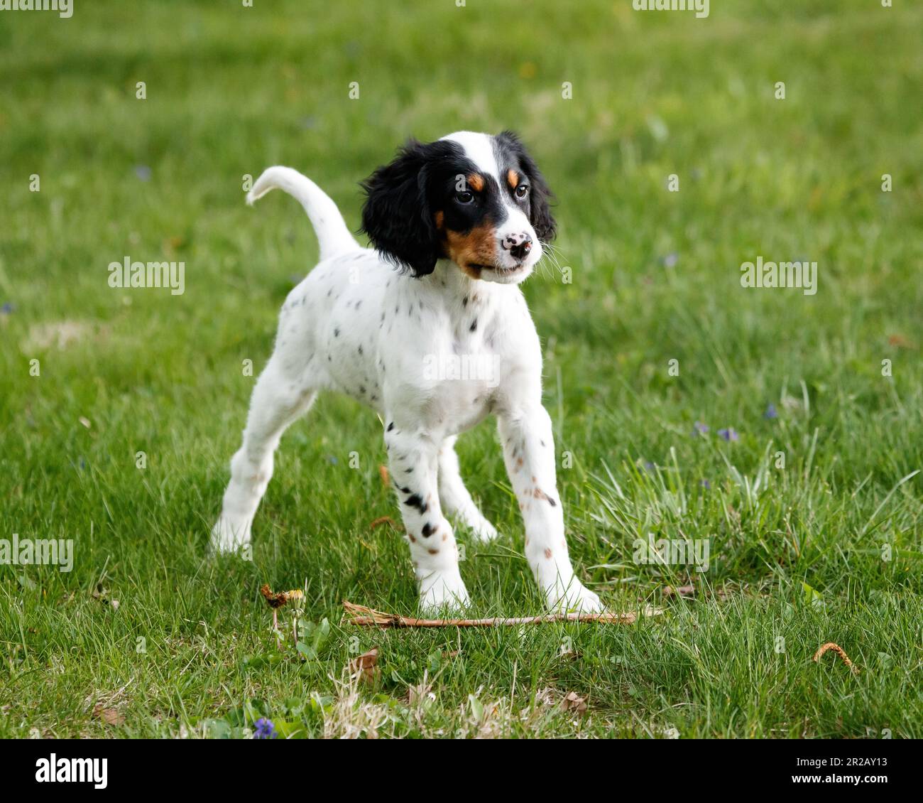 English setter puppy playing Stock Photo - Alamy