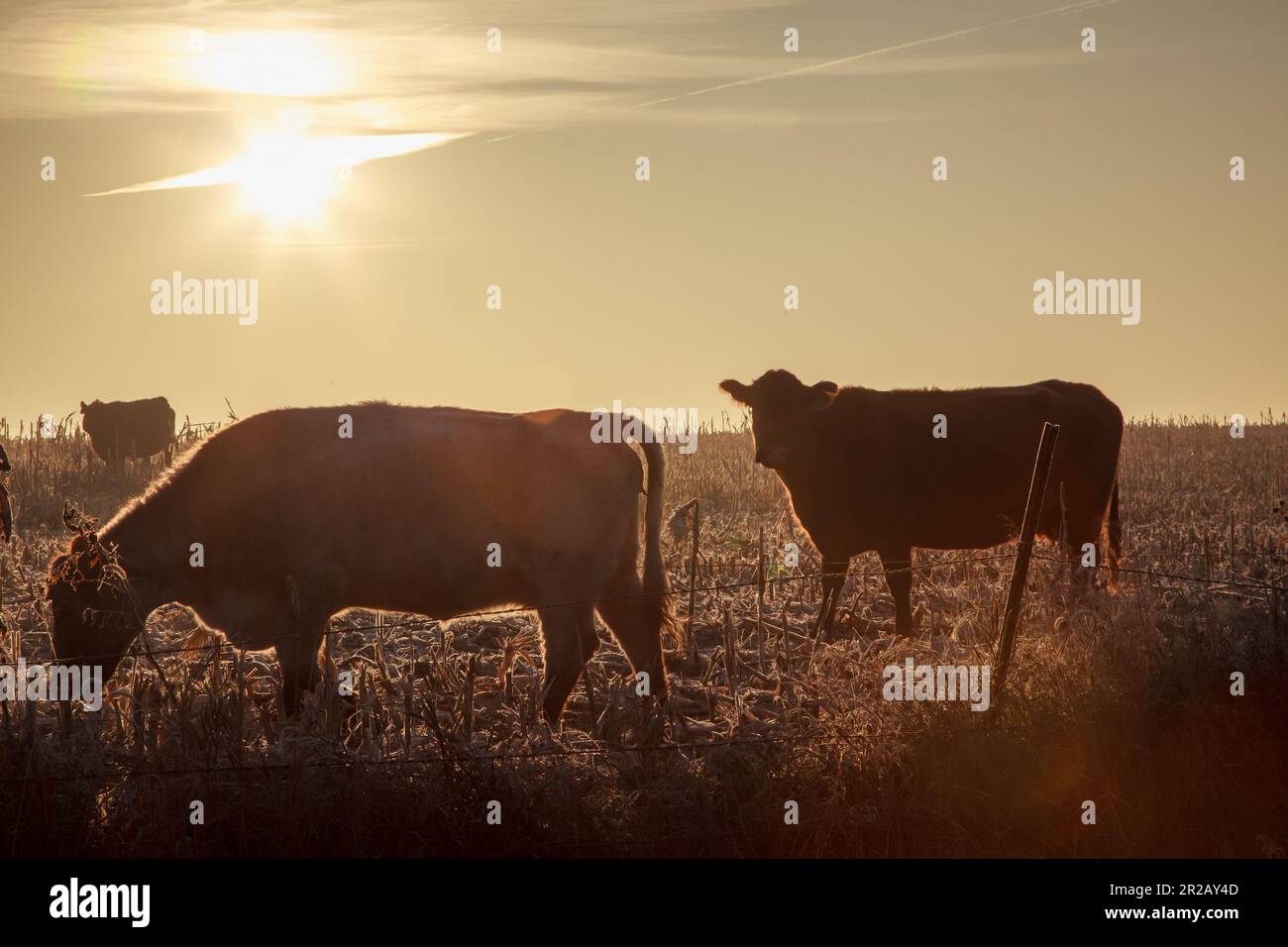 Grazing cows at sunrise hi-res stock photography and images - Alamy