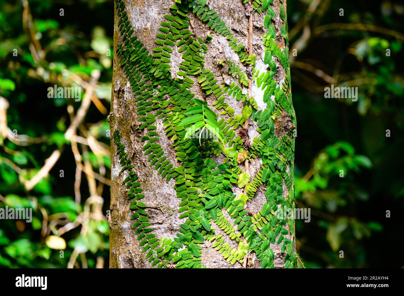 Climbing plants on a tree in the Caribbean Stock Photo - Alamy