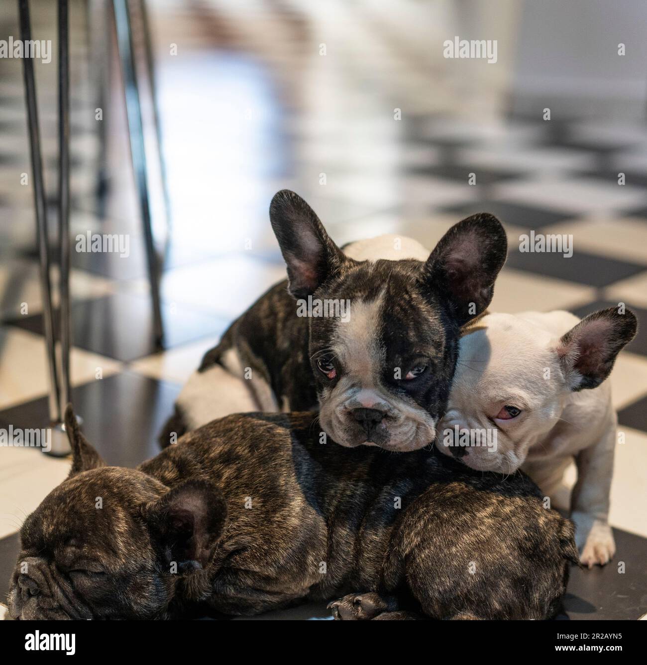 Three adorable French bulldogs puppies. One is resting and the others ...