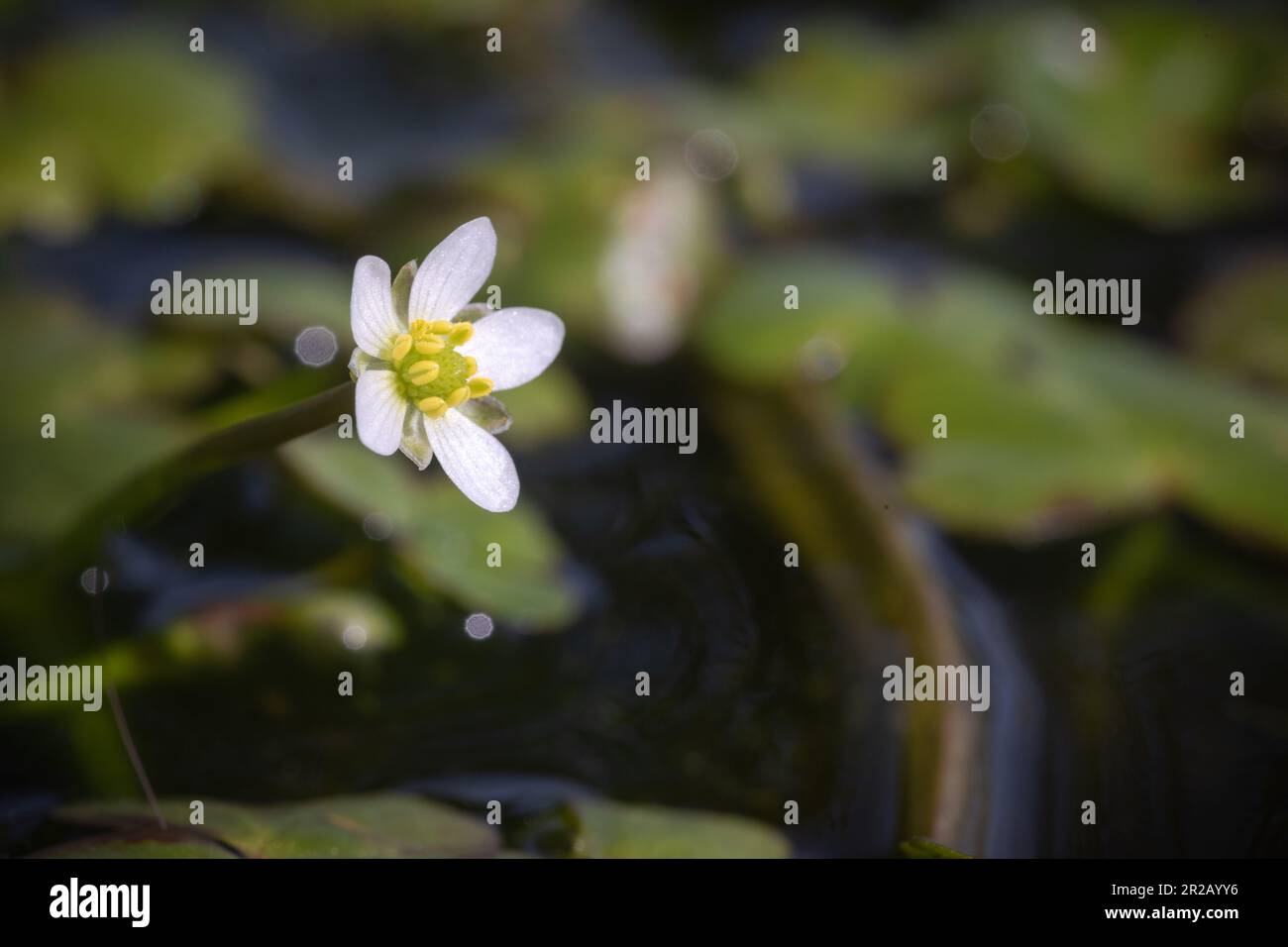 The white flower of the round leaved crowfoot (Ranunculus omiophyllus ...
