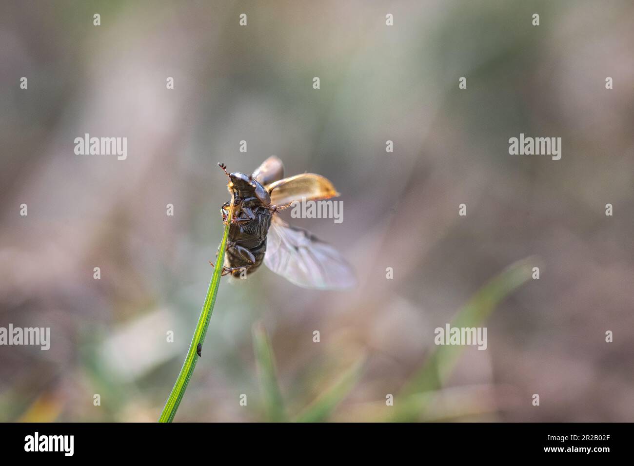 A small dung beetle (Melinopterus prodromus) takes off a grass stem on ...