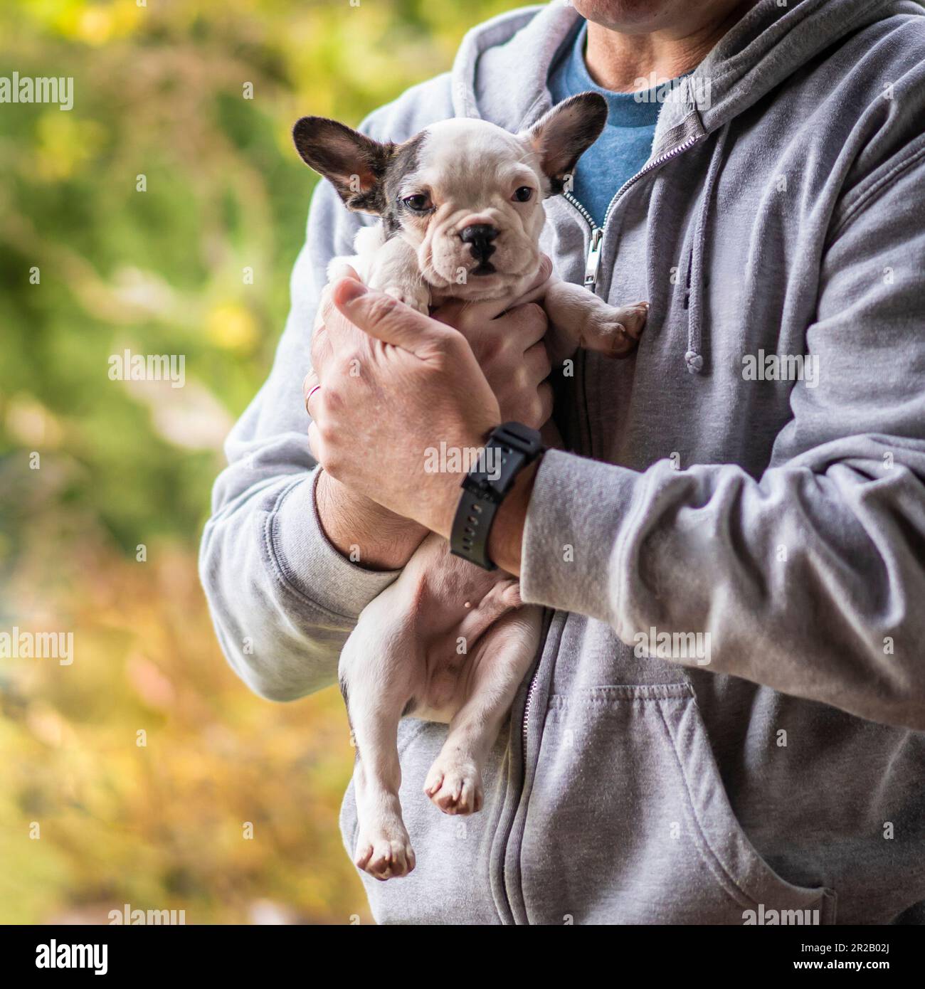 Portrait of a cute small dog on his owners arms Stock Photo - Alamy
