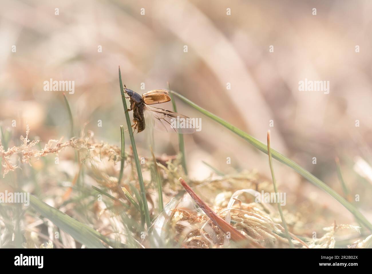 Prodromus hi-res stock photography and images - Alamy