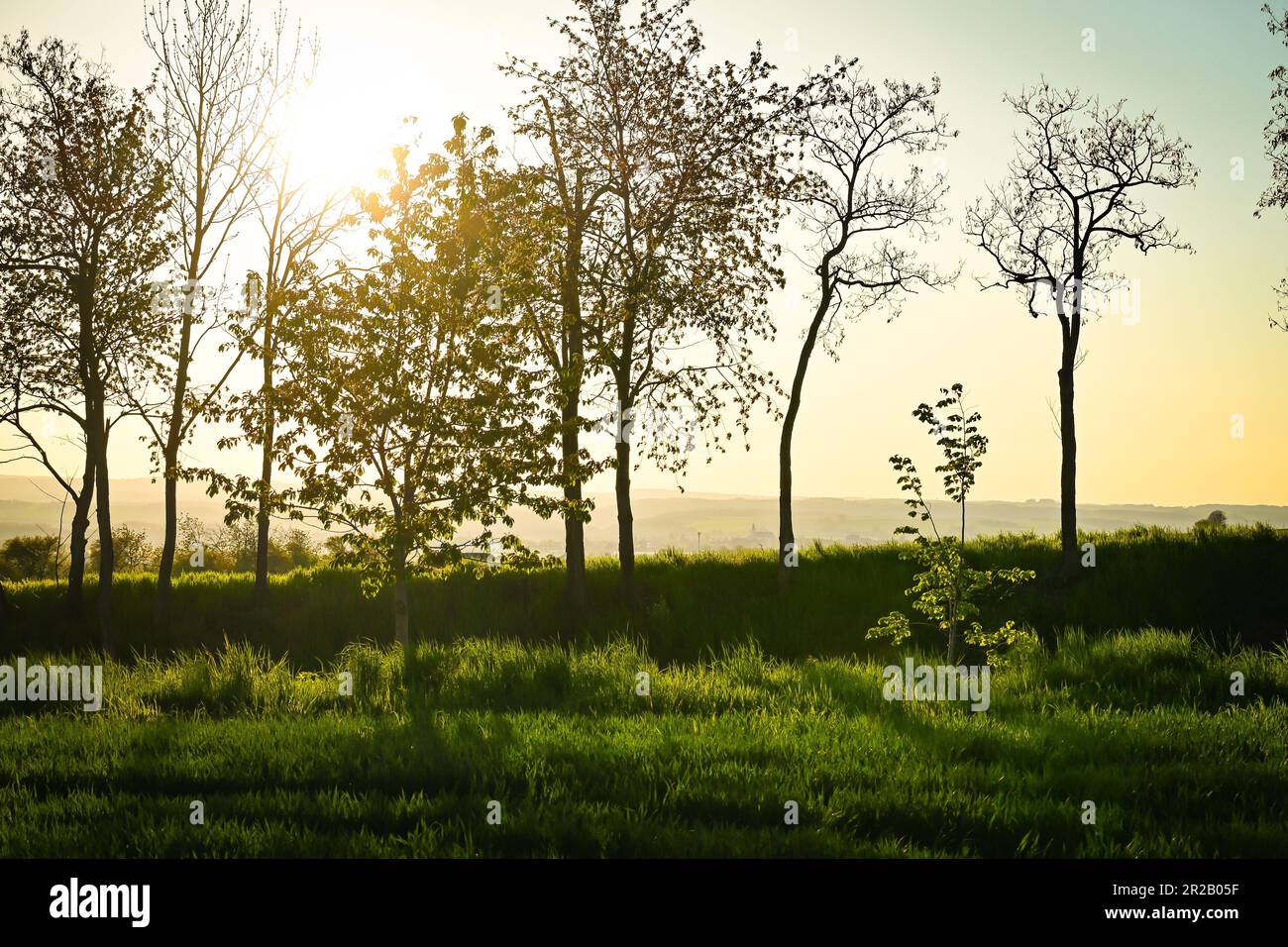 Sunset in the park, Sunset, trees, landscape Stock Photo - Alamy