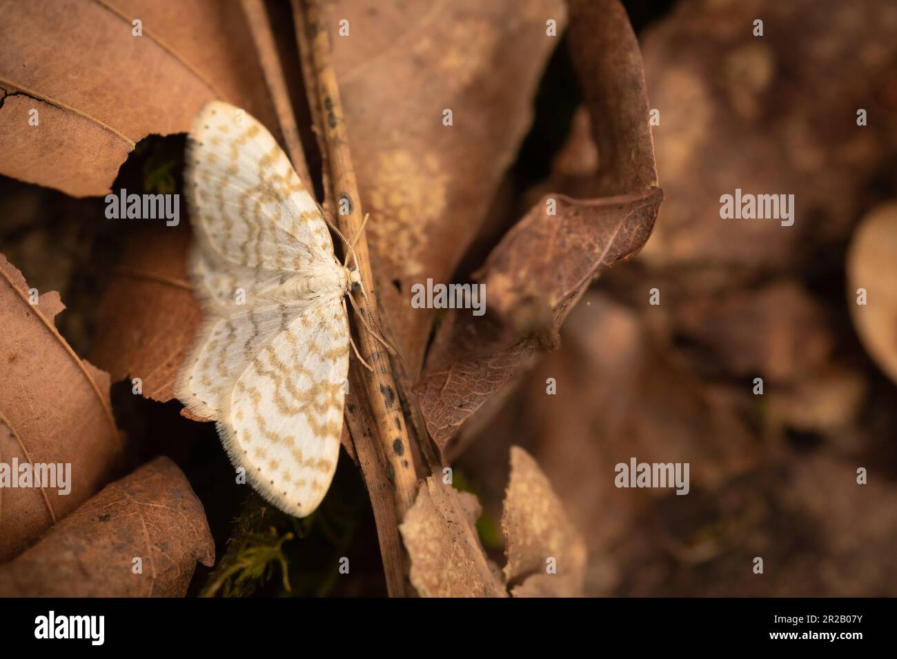 Hiding in the leaf litter of the ancient woodland at Cothelstone Hill ...