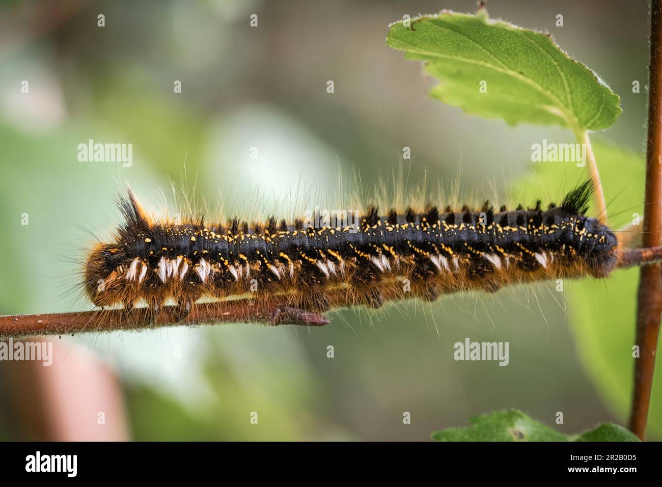 Side on view of a drinker moth caterpillar (Philudoria potatoria ...