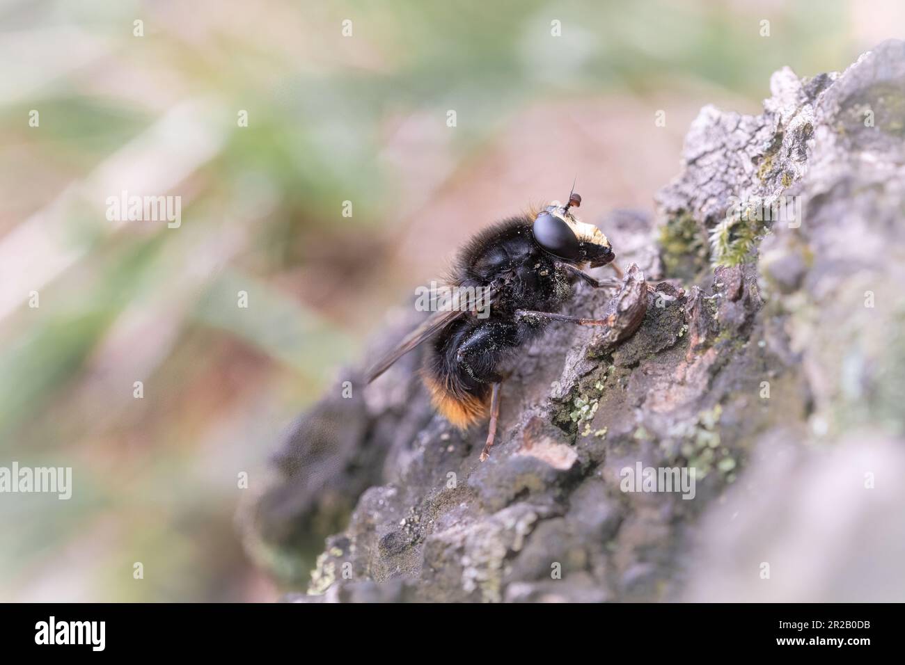 Tree bumblebee mimic hi-res stock photography and images - Alamy