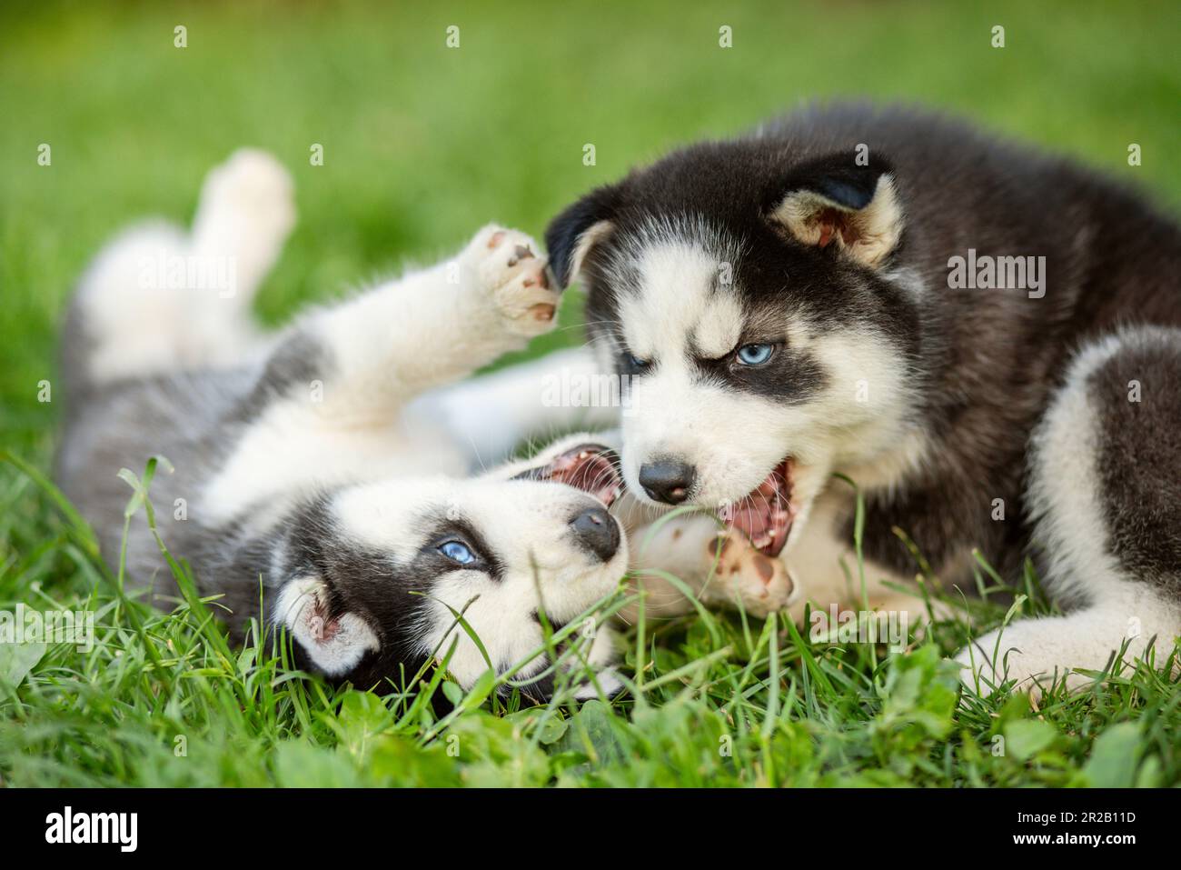 Cute husky puppies are playing together in grass. Playful puppies ...