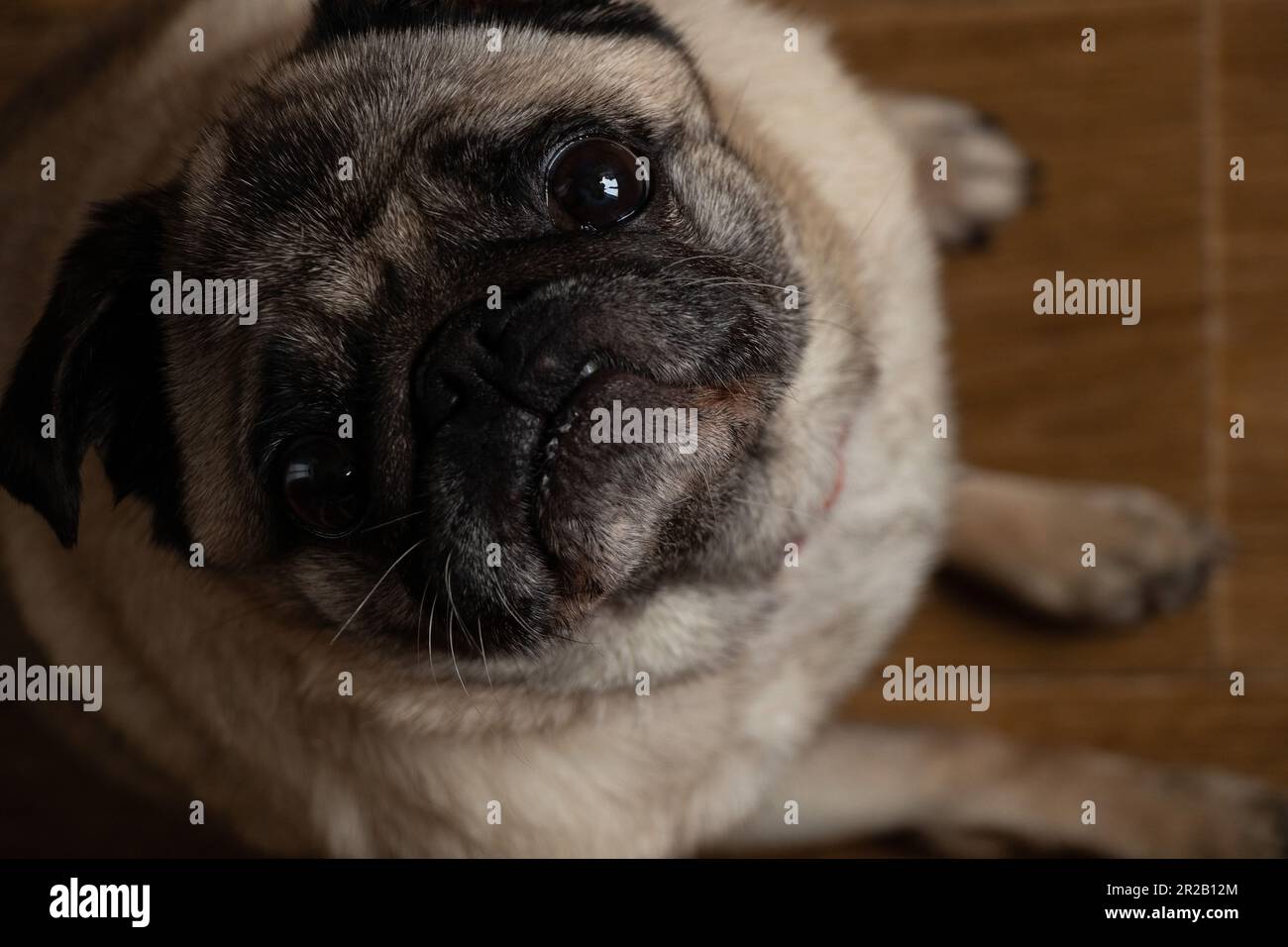 pug dog sitting on the kitchen floor waiting for lunch Stock Photo - Alamy