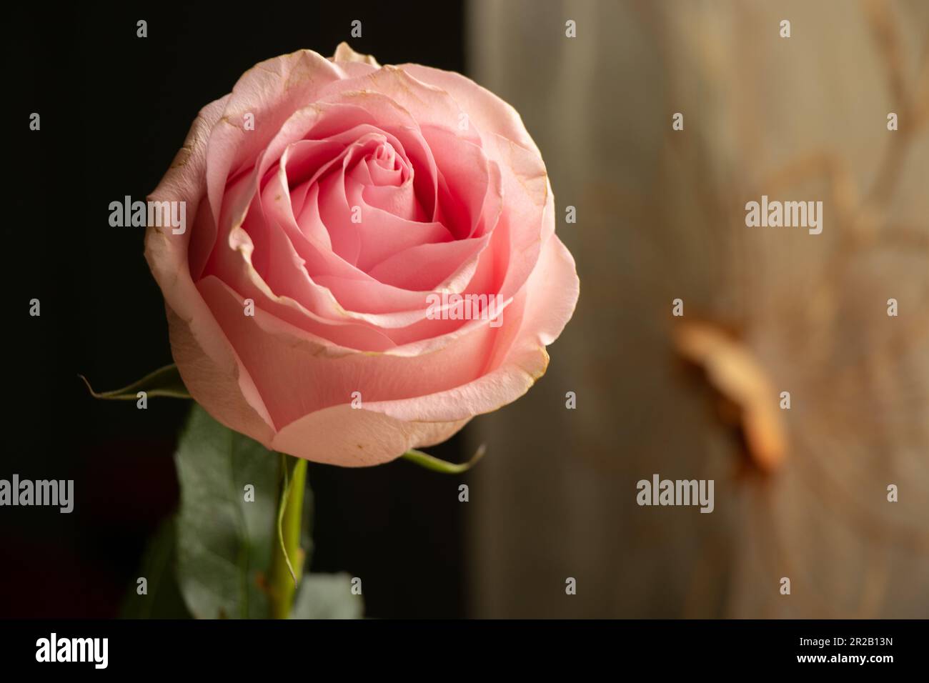 Rose stands hi-res stock photography and images - Alamy