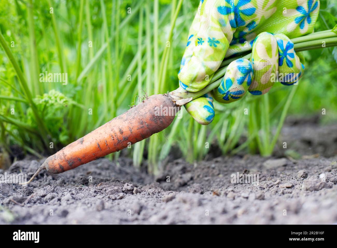 Farmer in the field picking carrots, organic vegetable garden, autumn ...