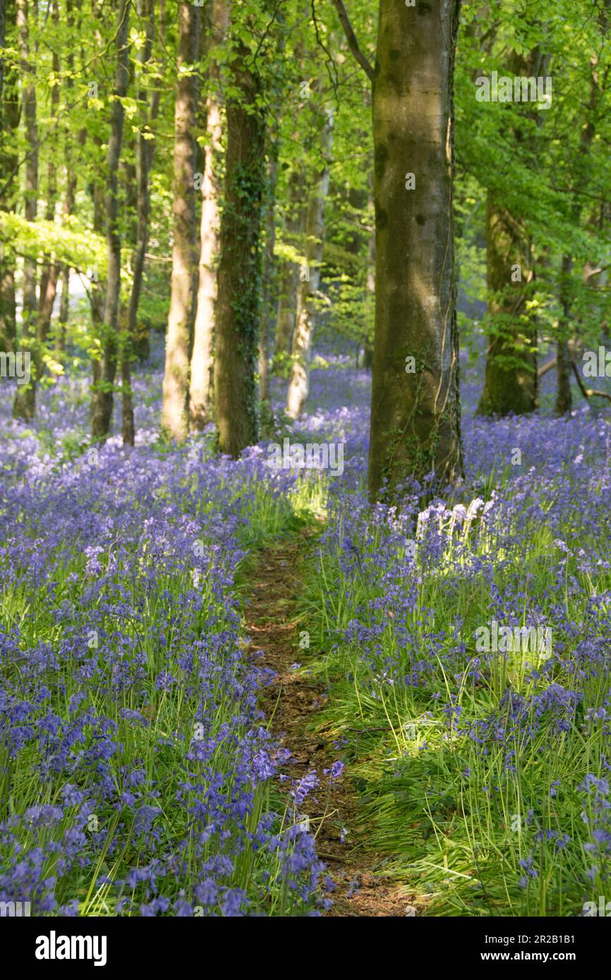English Bluebelles in woodland in the UK Dorset Stock Photo - Alamy