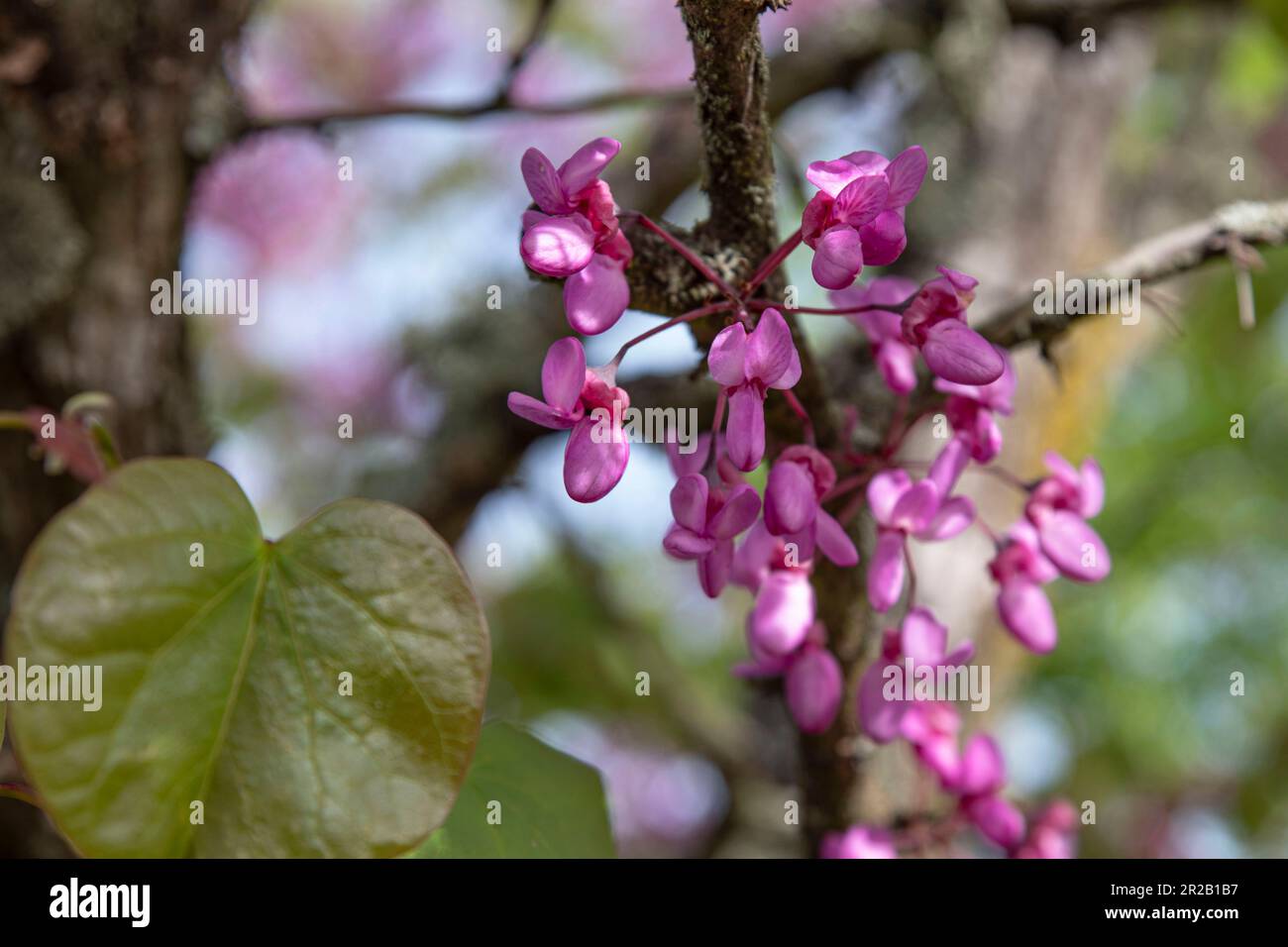 Close-up of a branch of a Judas tree in flower in a garden in spring ...